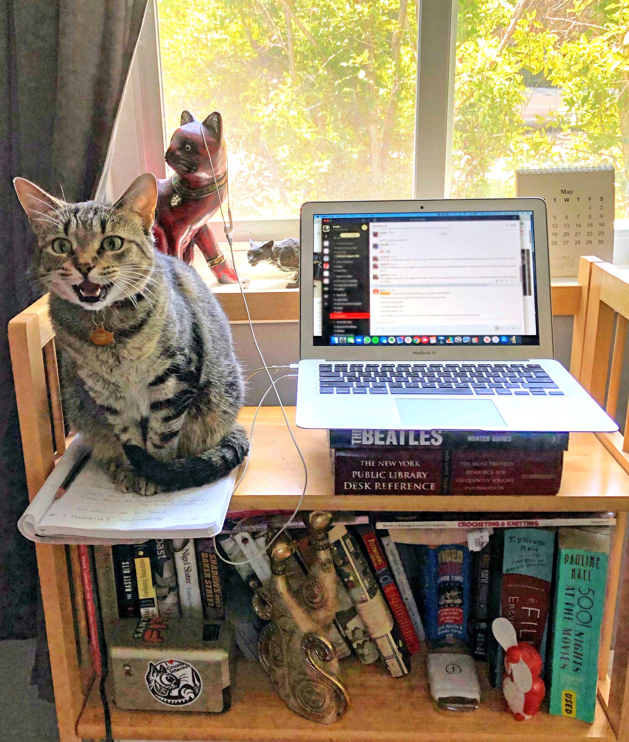 How Many Cats in this Picture? - Cruzio Internet