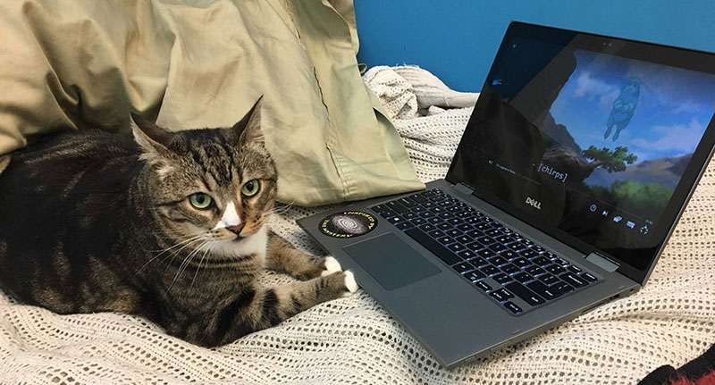 Cats on Computers - Cruzio Internet