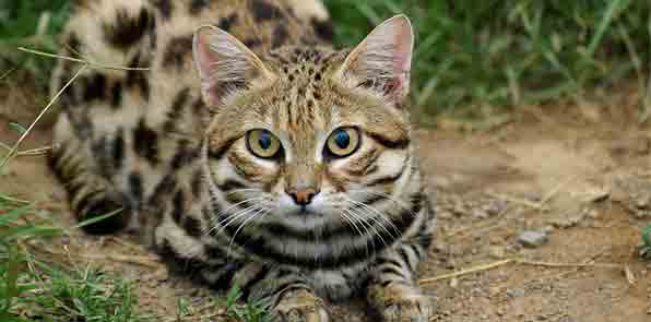 Black-footed Cats - Cruzio Internet
