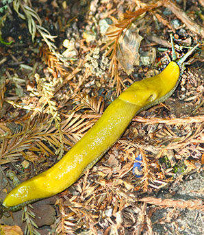 Giant Slugs & Giant Sloths — That's So Santa Cruz - Cruzio Internet